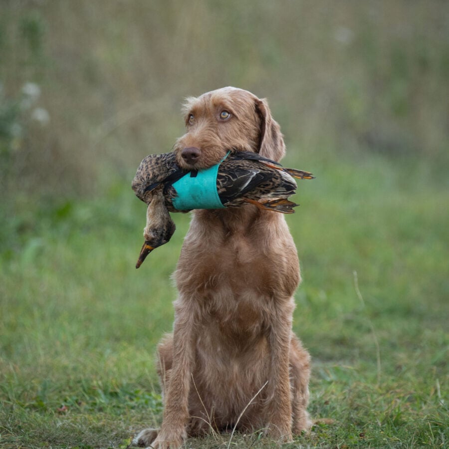 Dog Slip Leads | Gundog Training Equipment | Sporting Saint