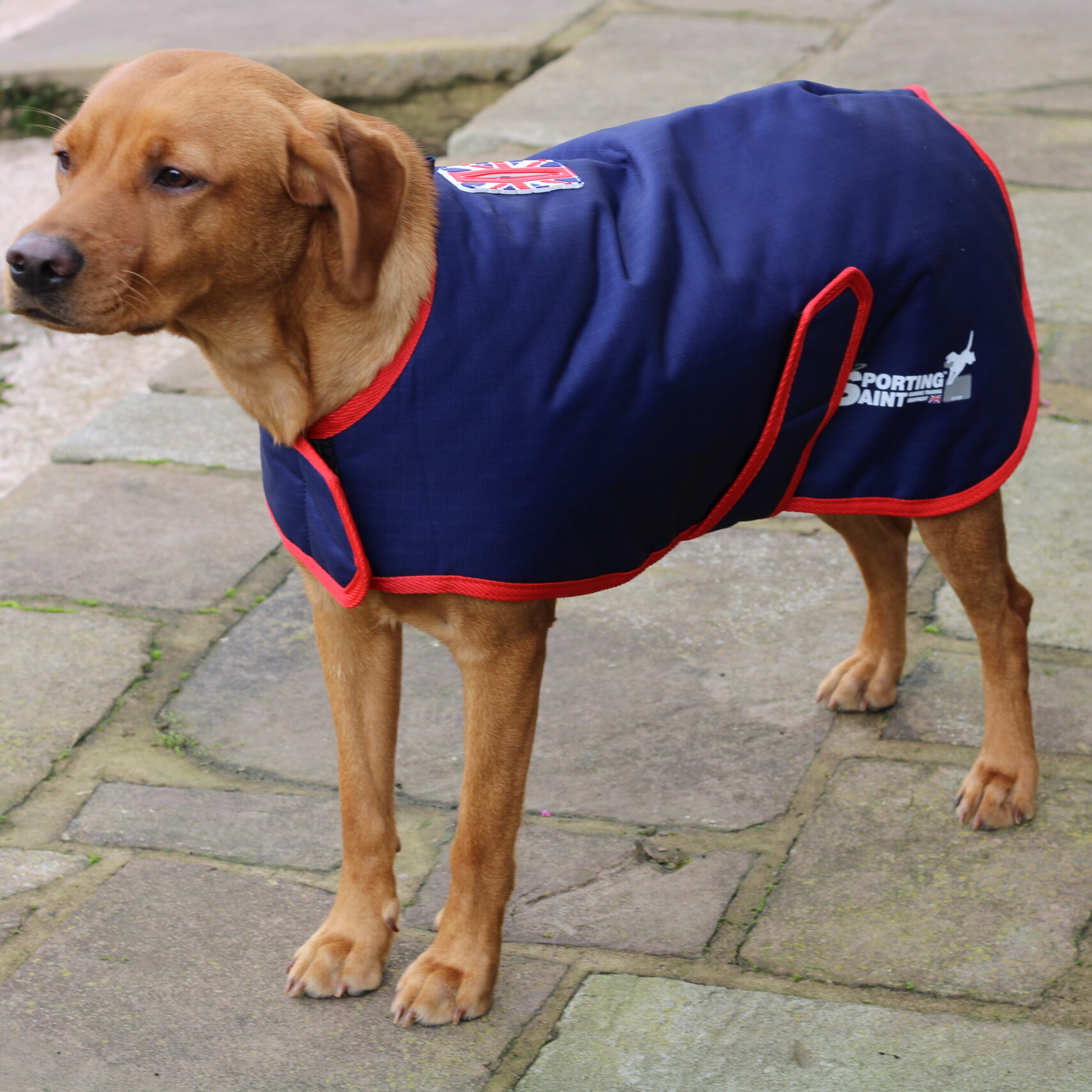 Field Trial Dog Coat - Waterproof & Warm | Sporting Saint