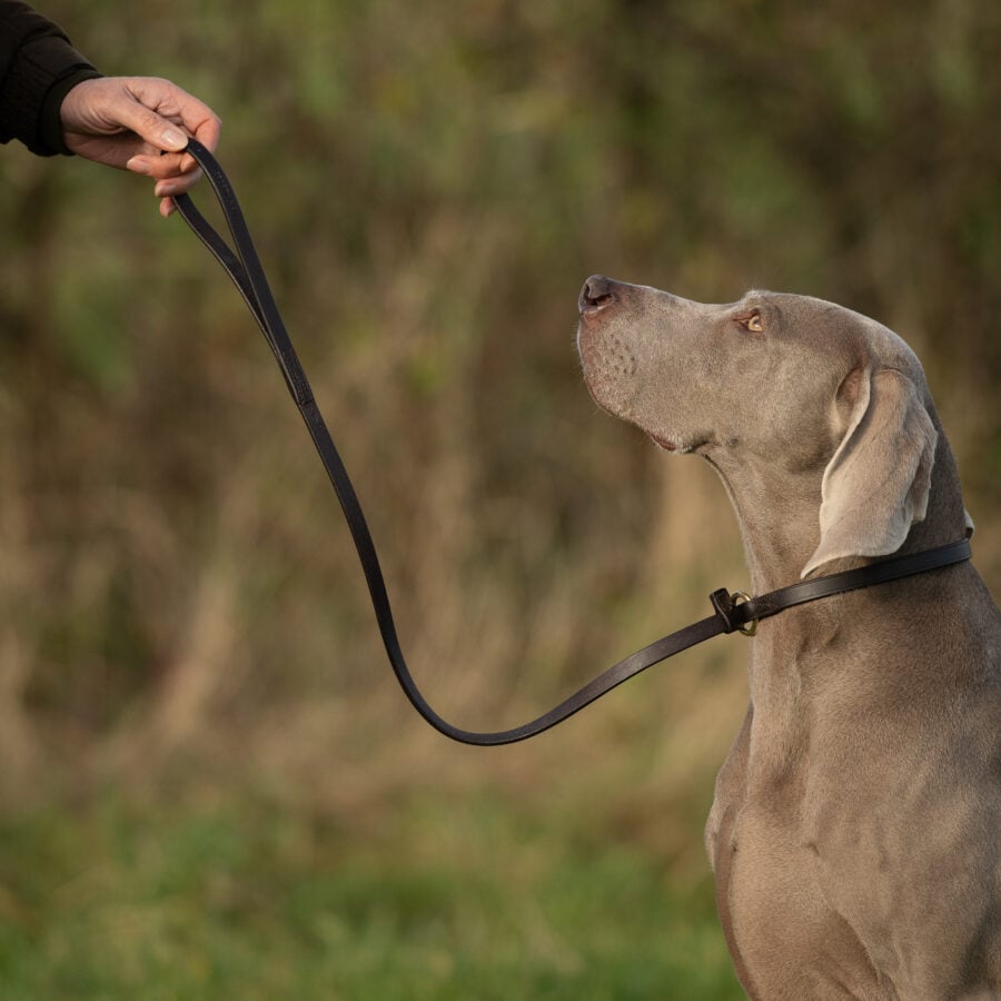 Dog Slip Leads | Gundog Training Equipment | Sporting Saint